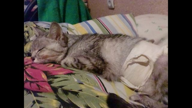 Марина Урусова. Юлия Барсиковна. Кошка, которая хотела жить