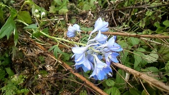 КАК НАЗВАНИЕ ТАКОГО ЦВЕТКА