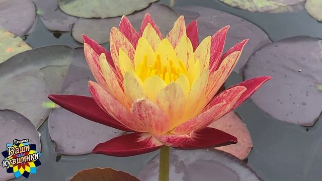 Нимфея Ring of Fire (Огненное кольцо) кувшинка, waterlily, водные растения, пруд
