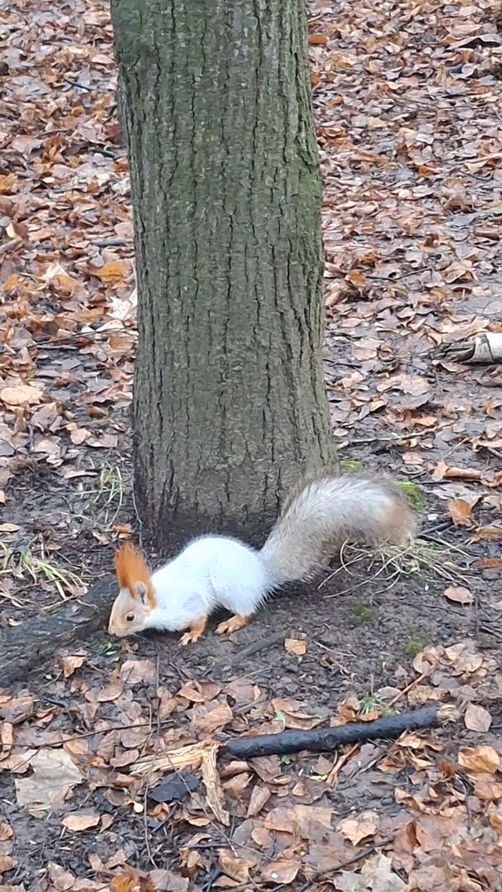 Белка Рязань парк ЦПКиО