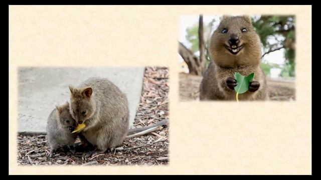 Интересный факт: «Улыбающийся»