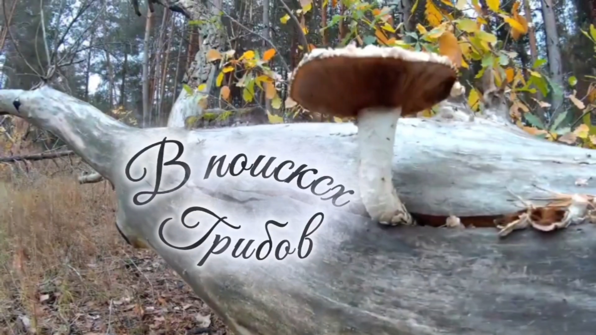 В поисках грибов. #грузди. #грибноеместо.