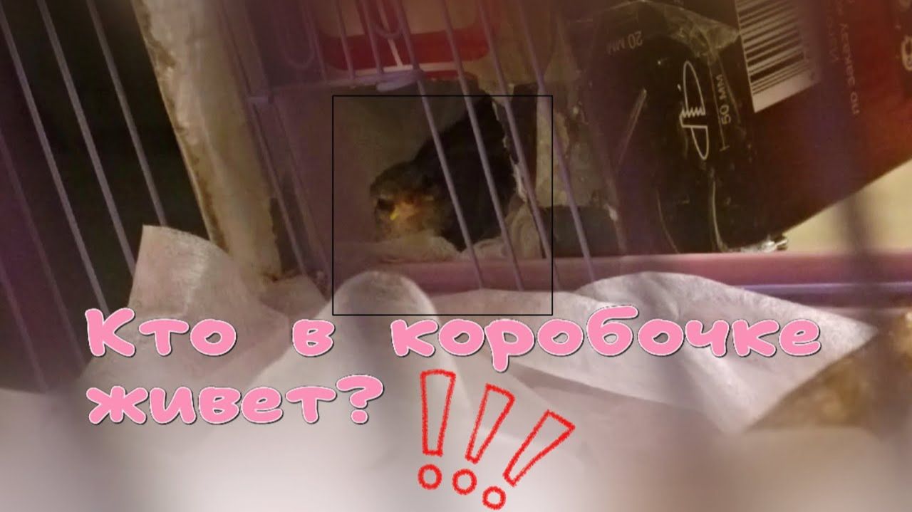 КАКОЙ ДОМИК У ПТЕНЦА ВОРОБЬЯ БОНИ! #воробей #домашнийворобей