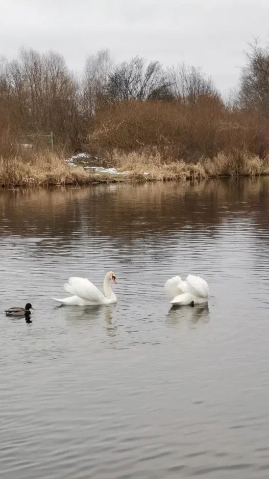 Лебеди-шипуны, Торопец #лебеди #Торопец #Россия #лебединаяверность #дикиелебеди #рекаторопа #декабрь