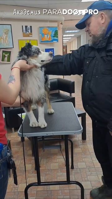 Занятия с хендлером: социализация