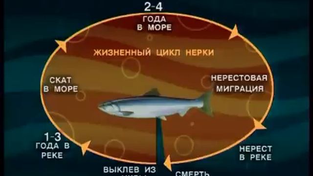Как и когда у берегов Камчатки происходят нерестовые миграции Нерки — Oncorhynchus nerka ?