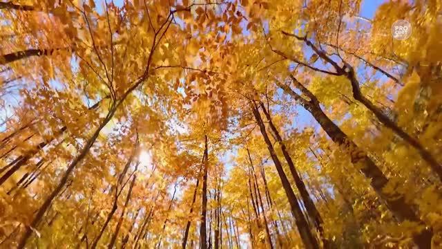 Возьмите на урок: И. Бунин «Листопад»