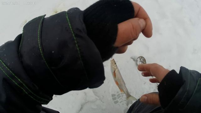 Зимняя рыбалка. Елец.Часть2.