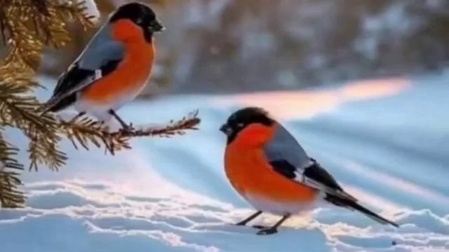 Роза и семь братьев Выбор, 24 глава