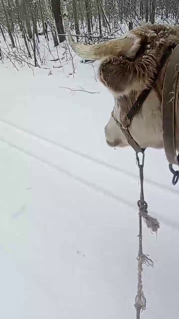 За картошкой как на праздник, 3.12.25