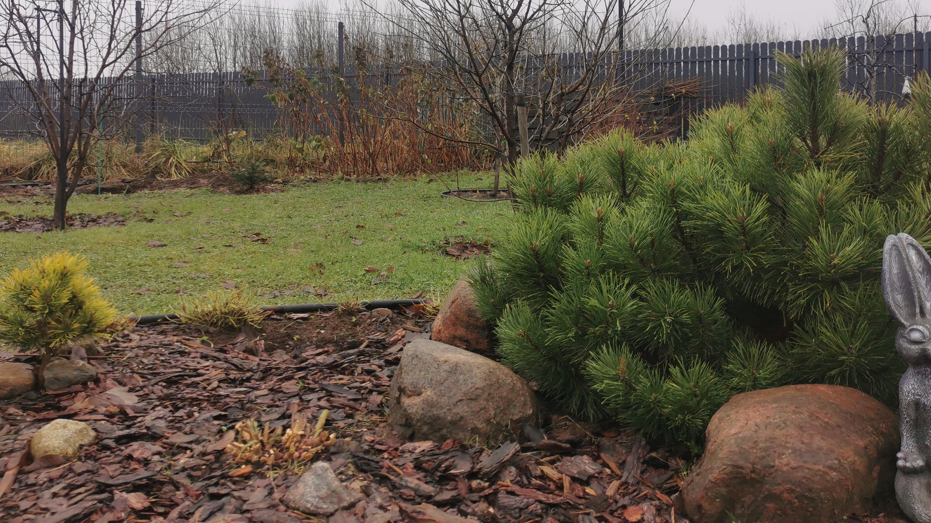 Обзор хвойных 5 часть. Сосны, кипарисовики, пихты, тсуга, тис. 22.11.2025 восток Ленинградской обл.