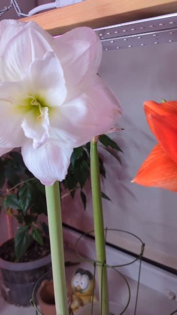 05-12-2025.Гиппеаструмы..