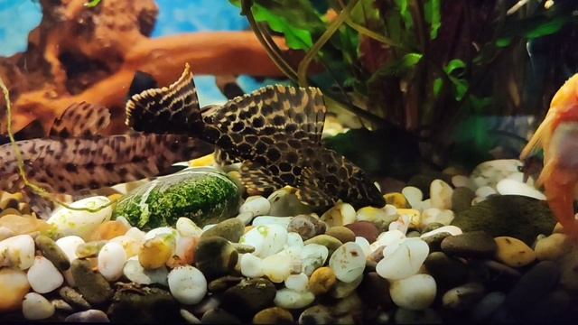 Мой аквариум . Сомик птеригоплихт и другие рыбки .