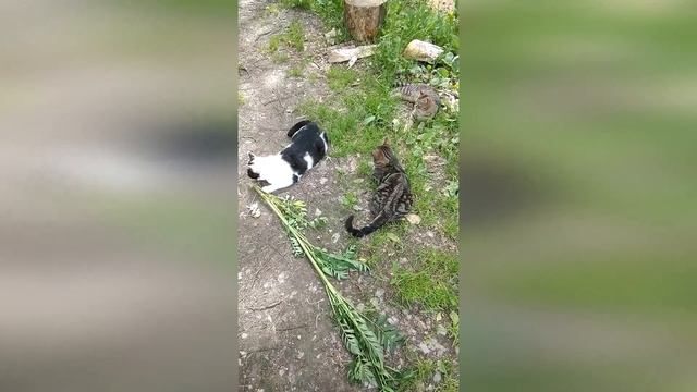 Мурррельянка! Опытный кот подросткам валерьянку не даёт!