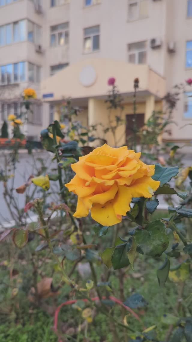 Ноябрь в Геленджике.mp4