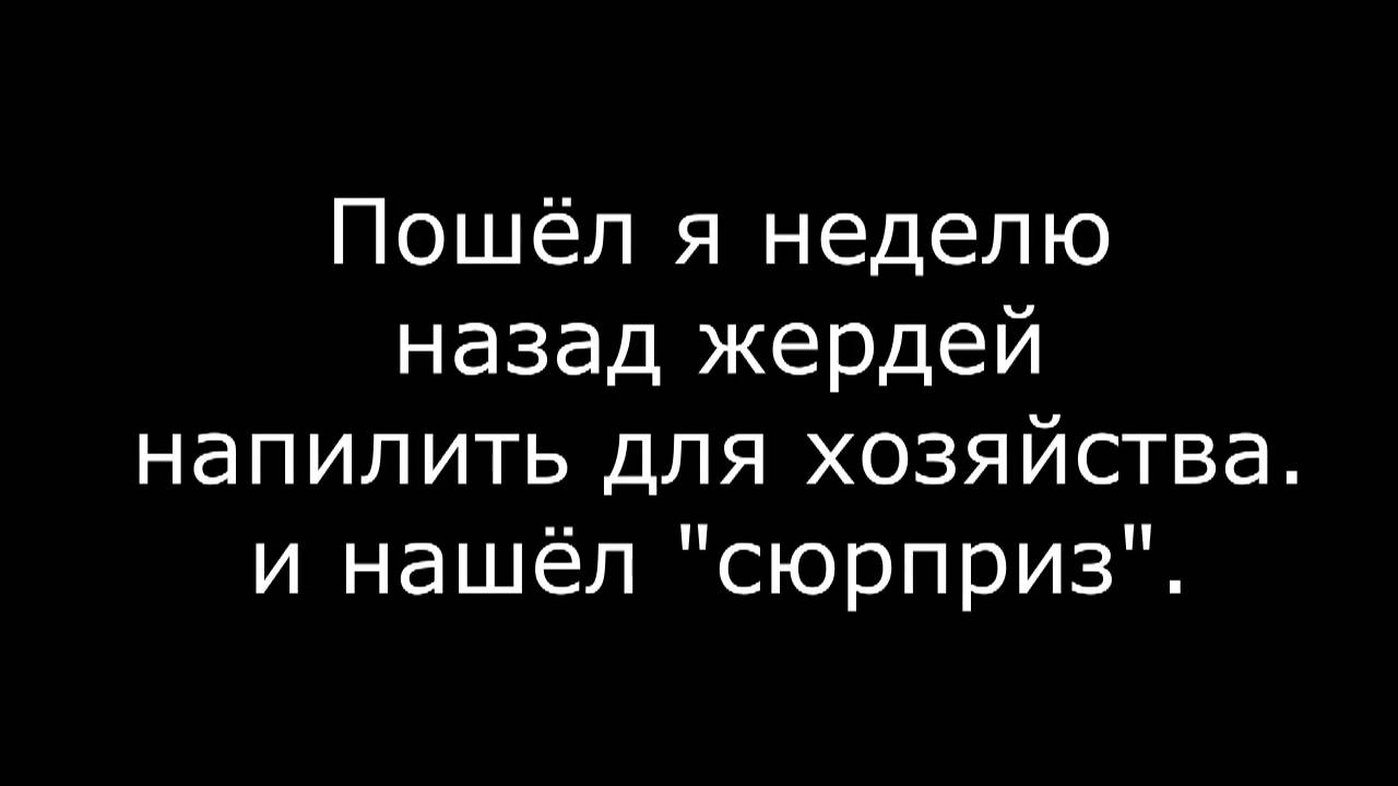 Прогулка с "сюрпризом"