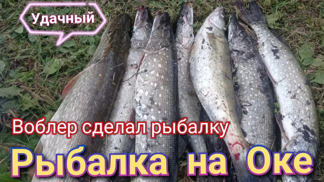 Рыбалка  на ОКЕ в последние дни лета,троллинг для души в прекрасную погоду