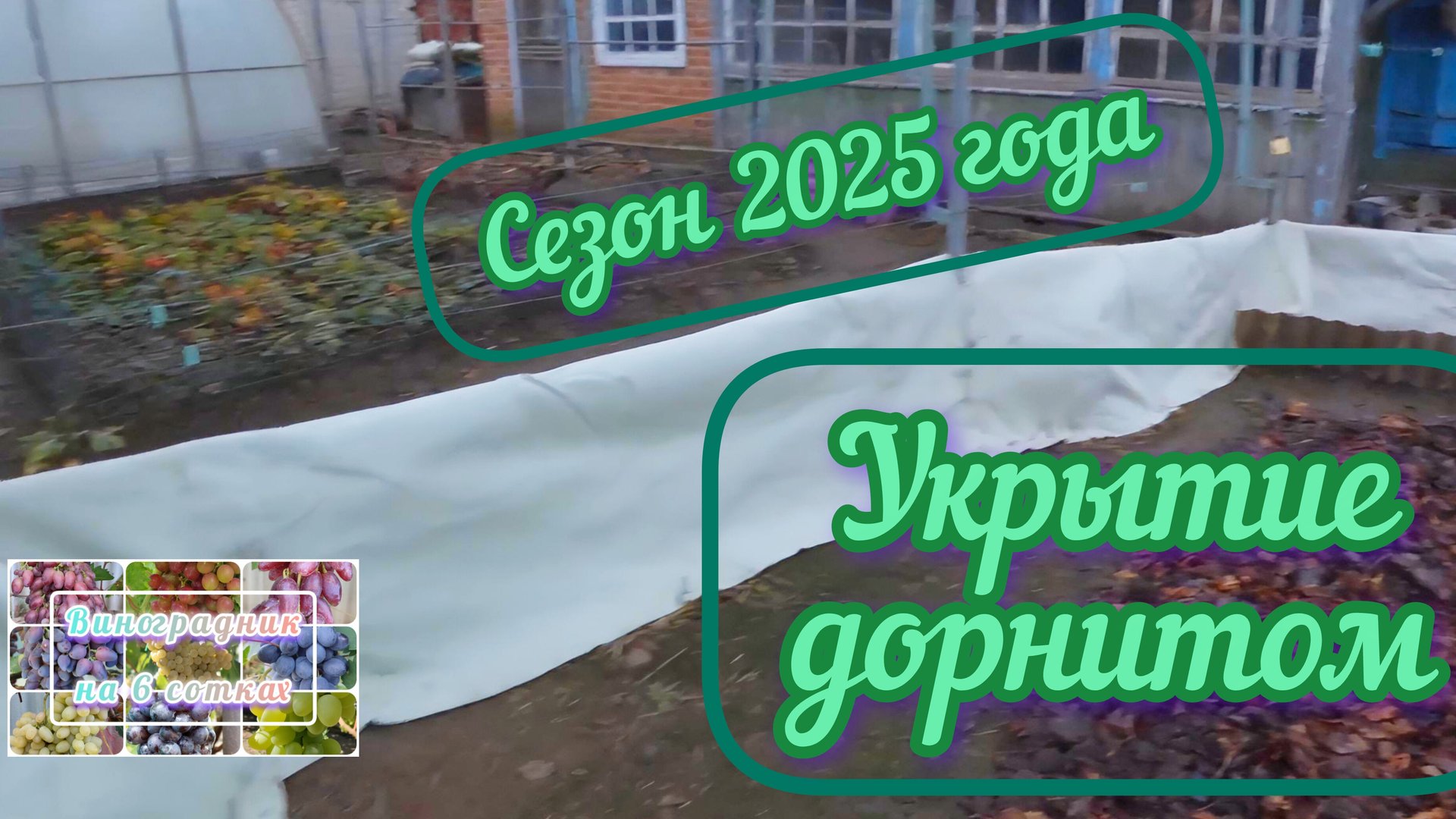 Укрытие виноградника дорнитом (геотекстилем) 5.12.2025