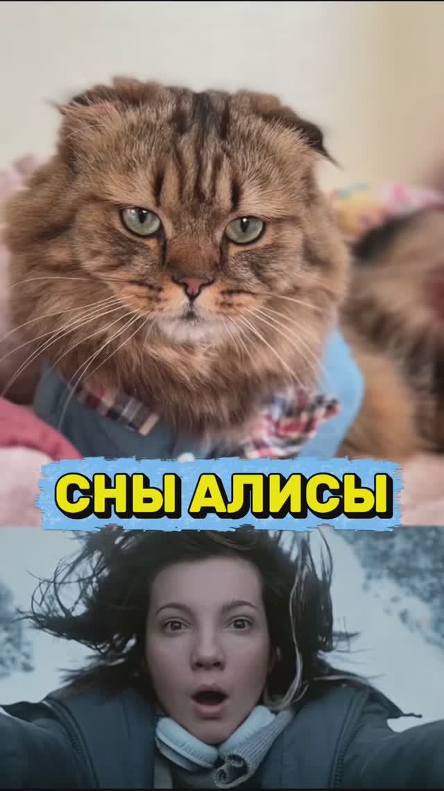 А вы любите смотреть мистические триллеры?🙀😸 #сериал #котики #КиноКотКаст