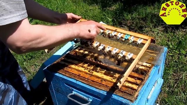 Предварительный осмотр принятия личинок пчёлами