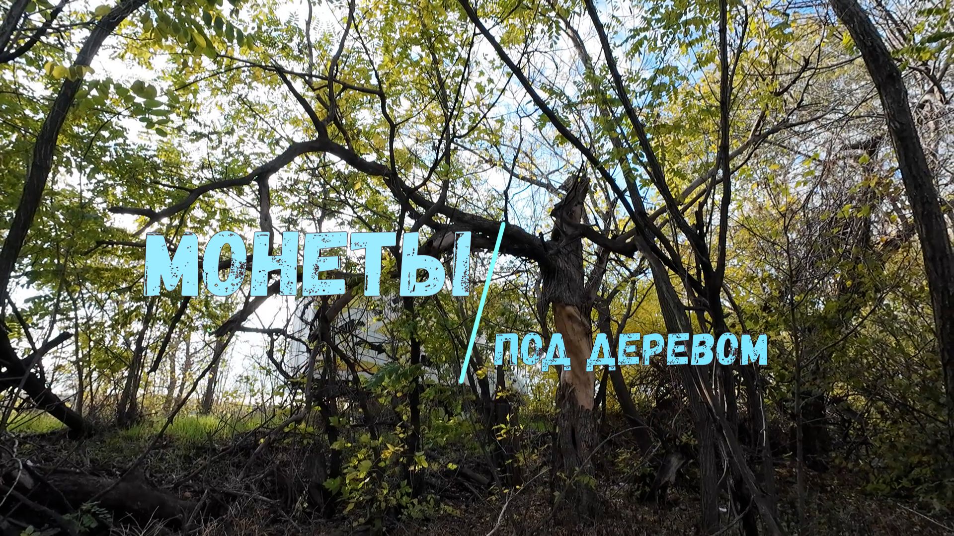 Монеты под деревом.