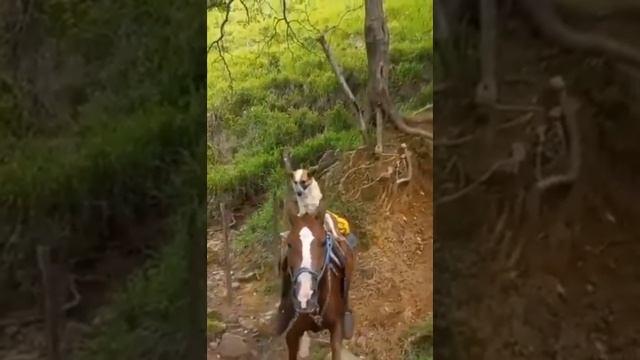 НЕВОЗМОЖНАЯ ДРУЖБА, в которую трудно поверить