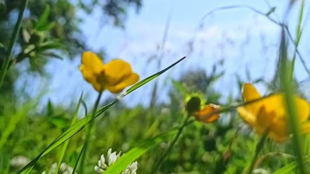 Lesson Project: Weather forecast (Summer, 2025)