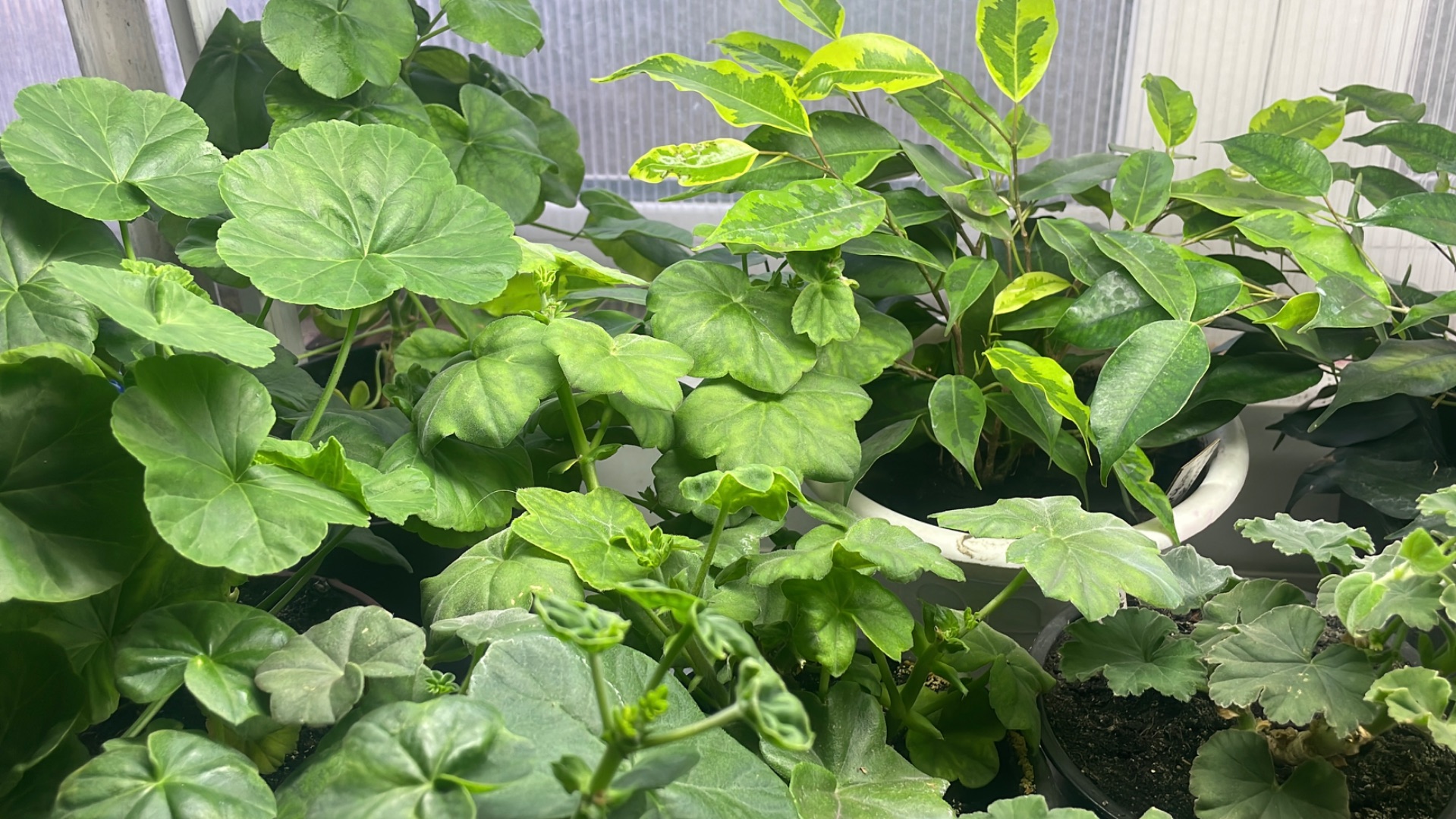 Обзор растений в избушке. Черенкование Эуфорбии Блиц Сильвер. Хранение семян томатов.