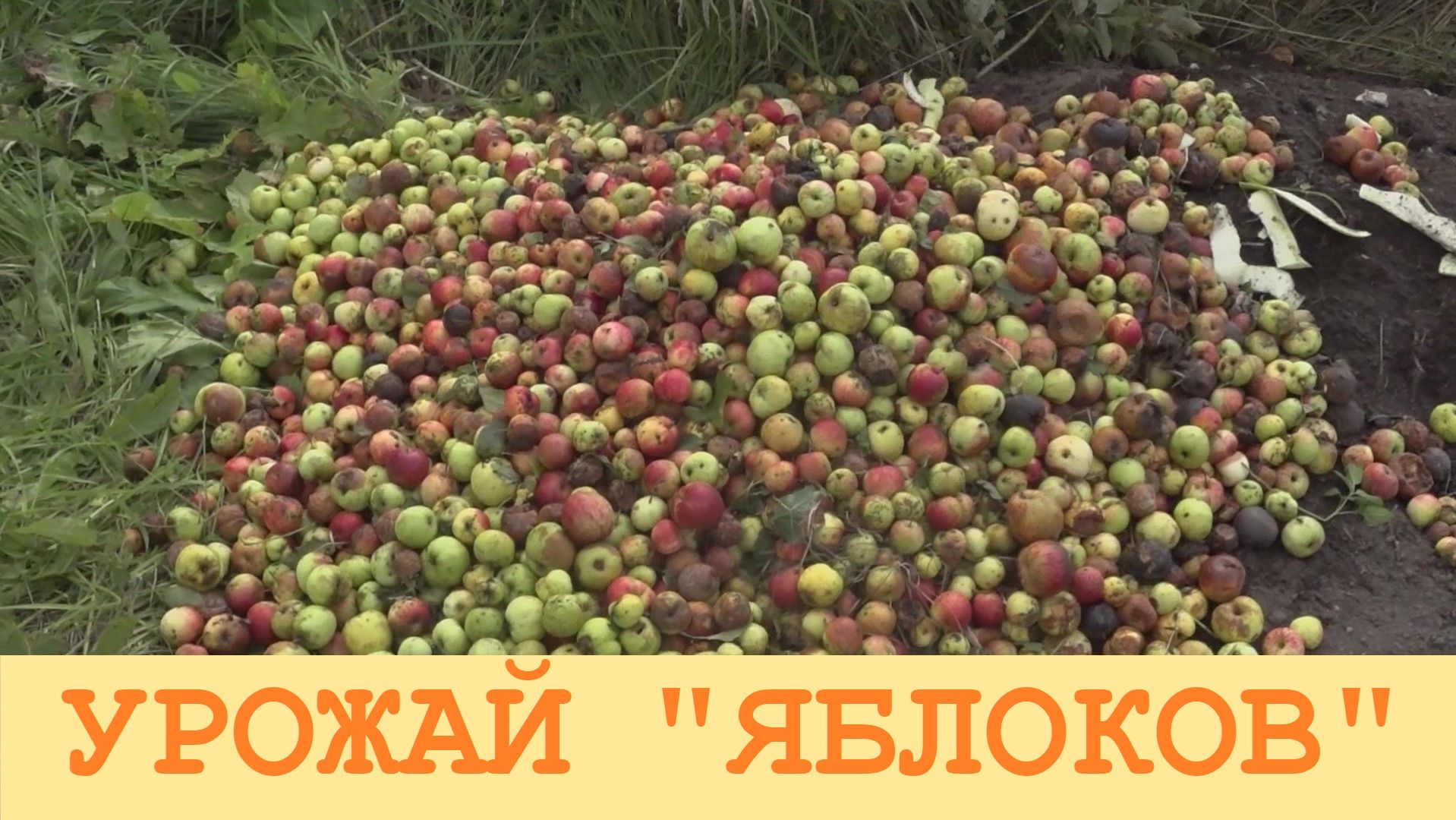 2025 Сентябрь. Сбор и компостирование "яблоков" как оно есть.