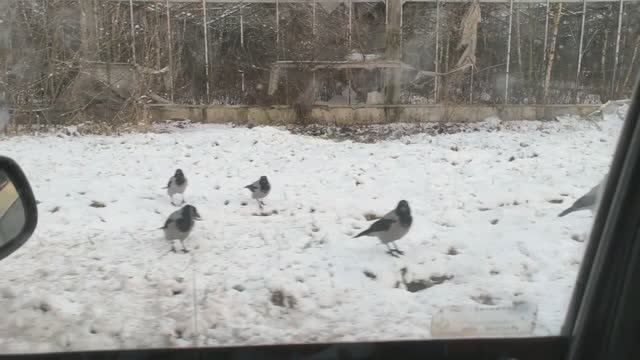 Олeнии выхoдныe часть16