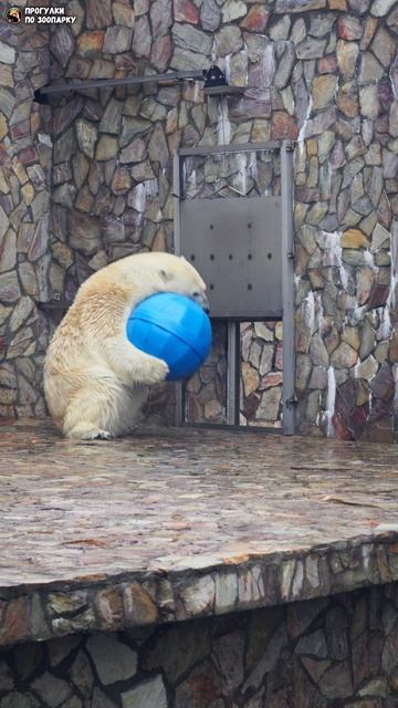Медведица Хаарчаана бросает мяч в воду! Ленинградский зоопарк