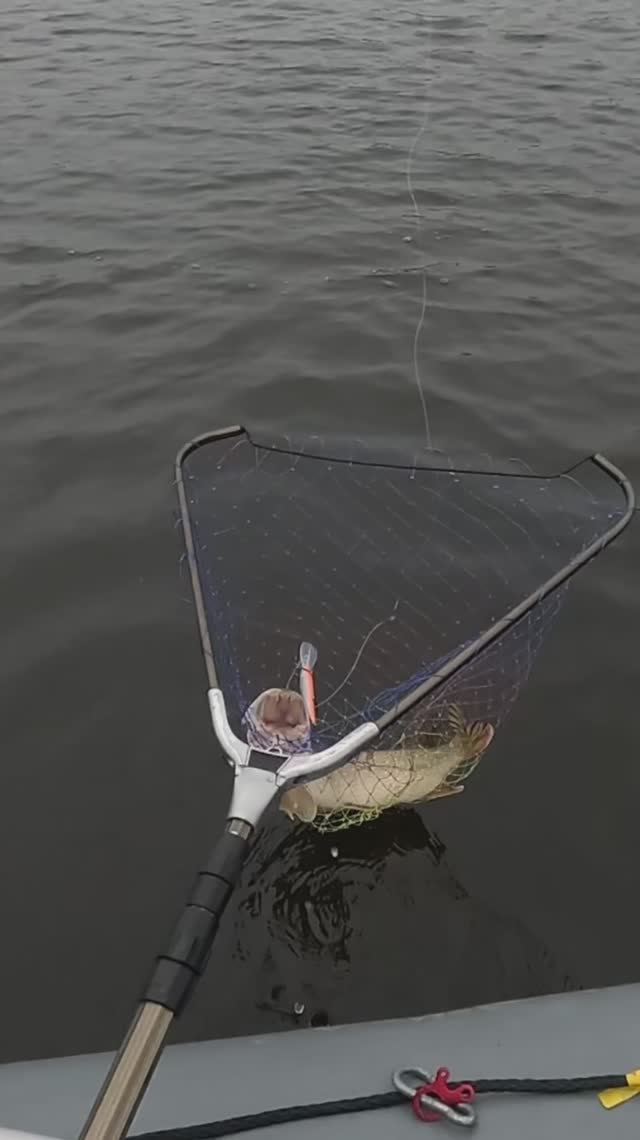 Щука за глаз