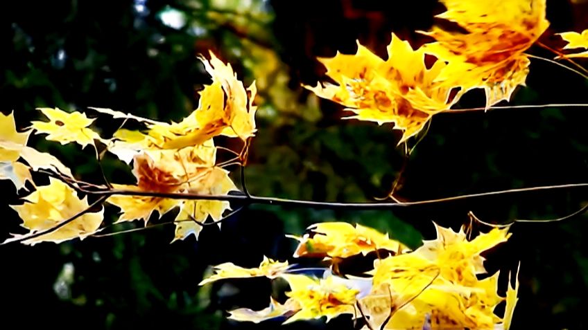 Осень в Матвейково