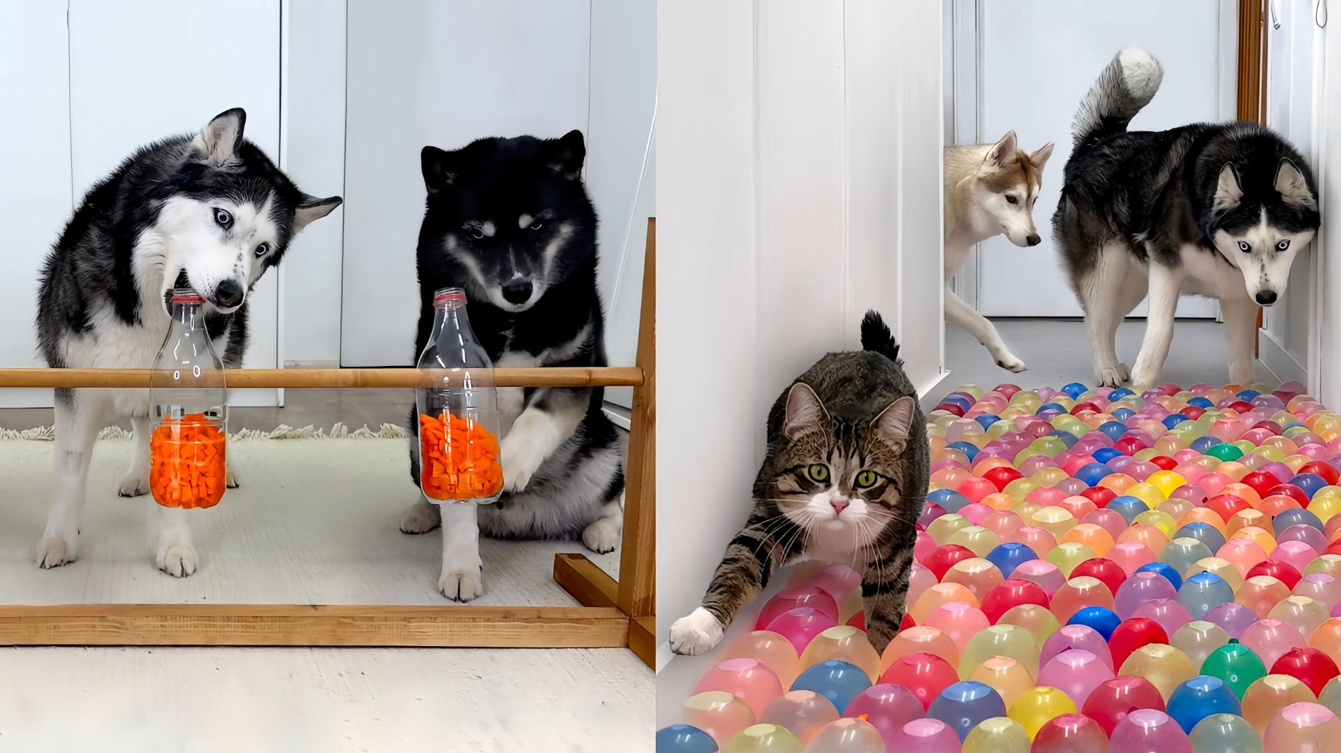 Хаски Юки / Каждый день я проверяю IQ своих питомцев! Логические испытания для собак и котов 🐶🐱🧠