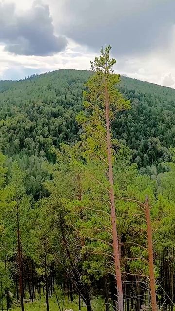 Красноярск Нарва Цитаты со смыслом Сибирь