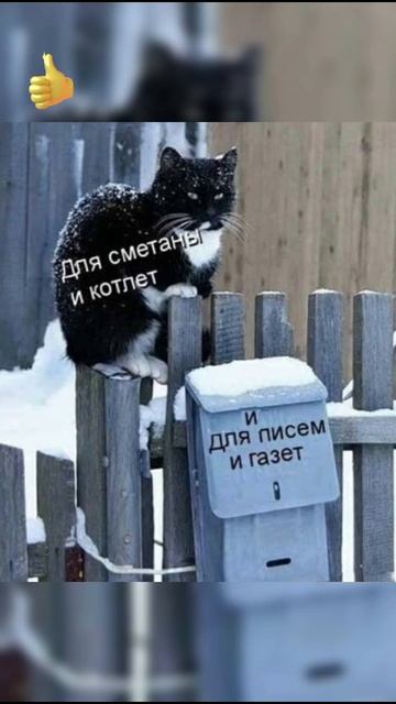 Котики такие смешные 👍👍🤗#мем #кот