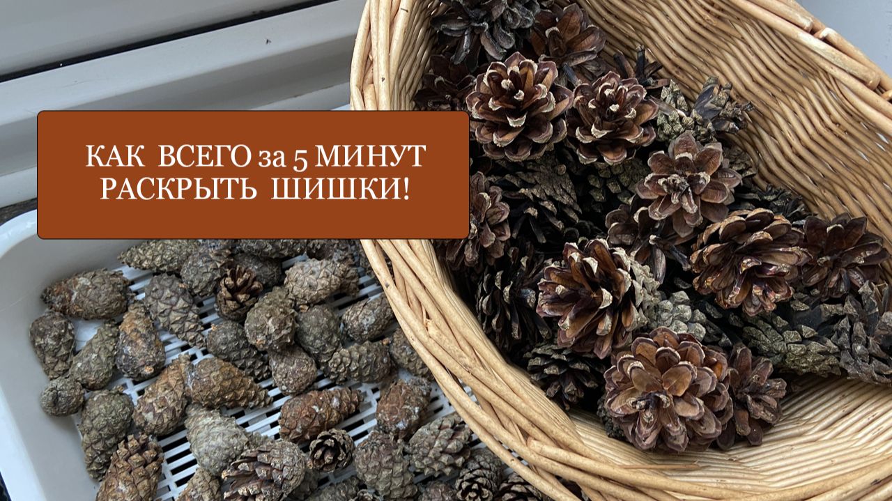 Как ВСЕГО за 5 минут раскрыть шишки! Супер простой и быстрый способ!