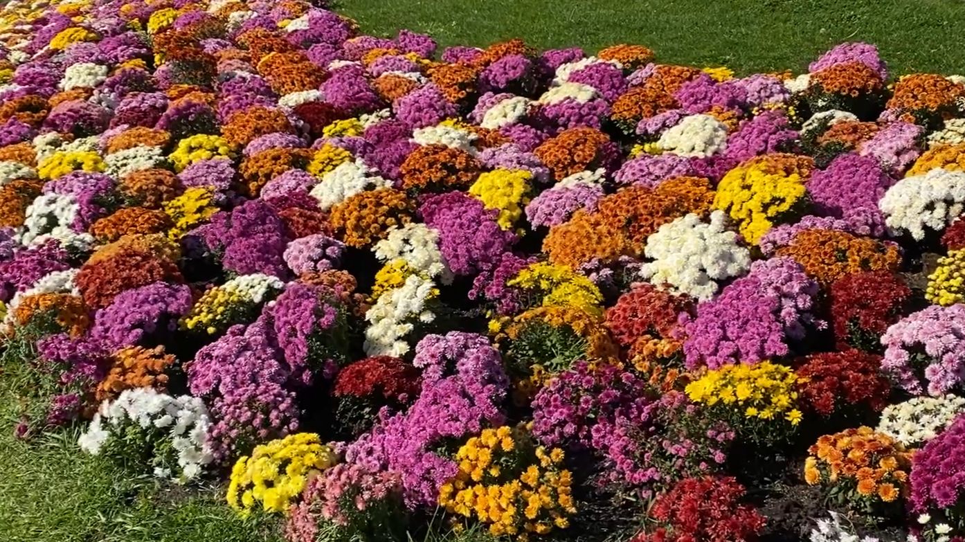 День Москвы