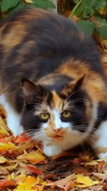 Добрый вечер в стиле мяу мур 👍😻😻