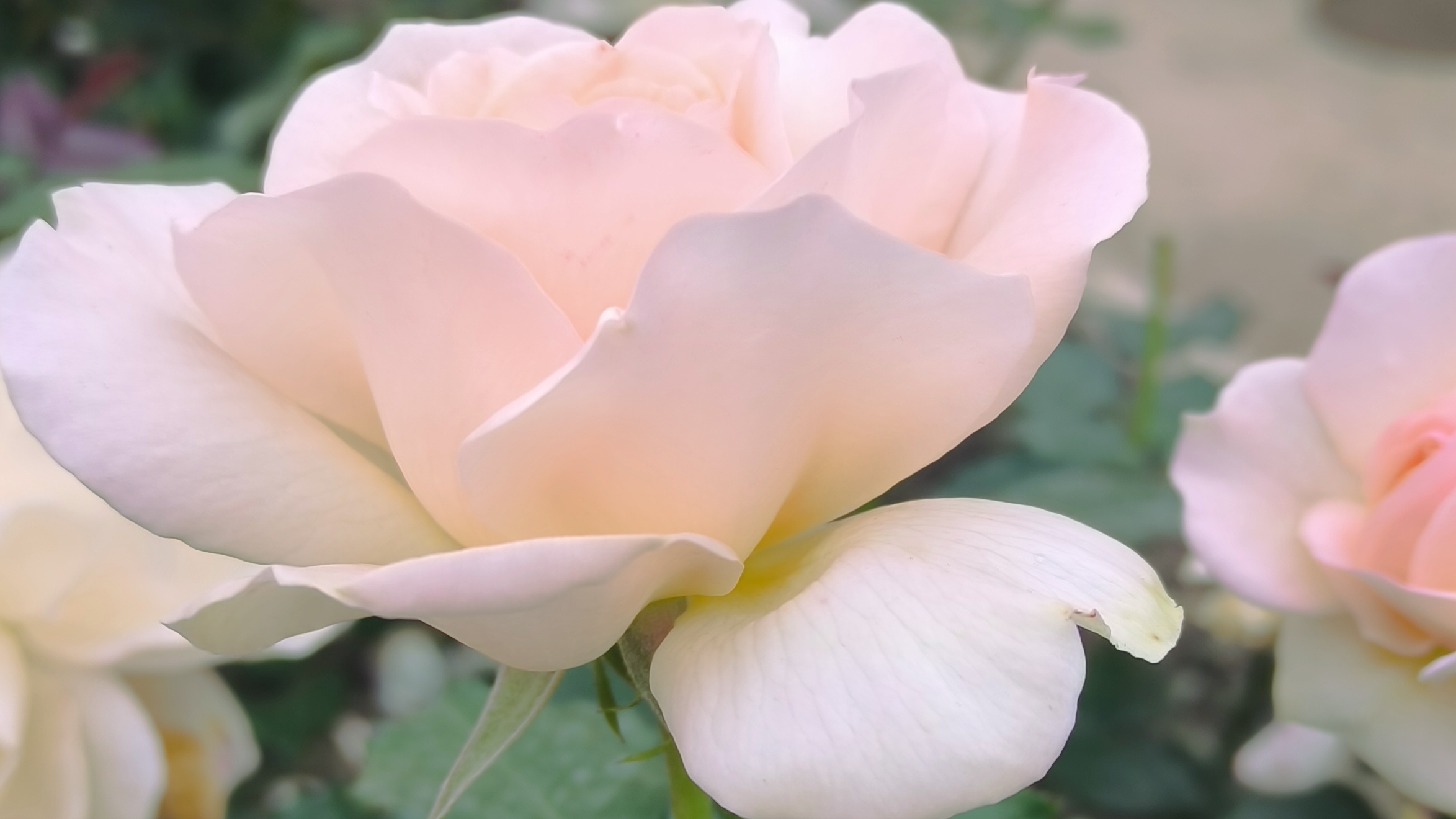 Роза Чандос Бьюти 19.09.2025 Нижегородская область