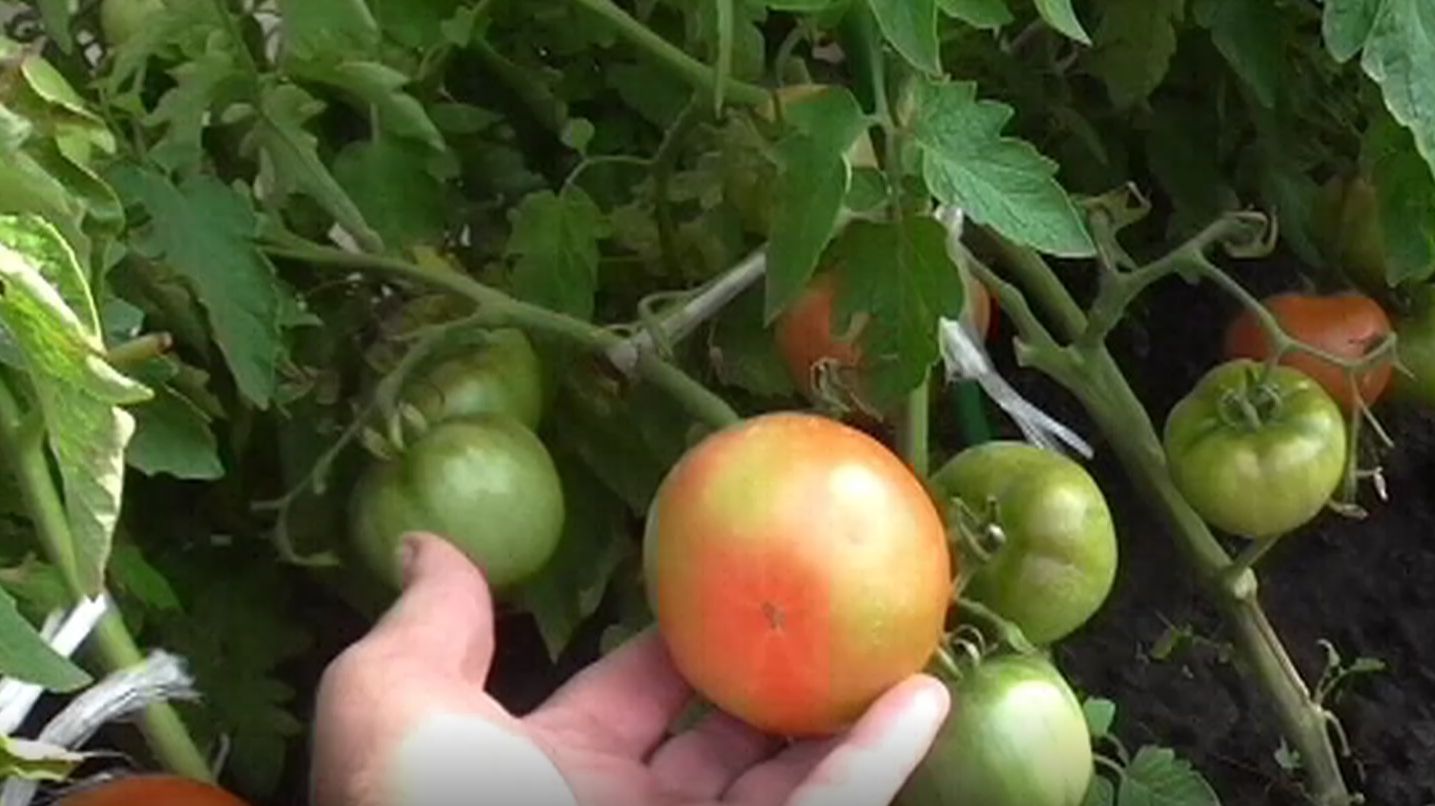 Спелый помидор в июне