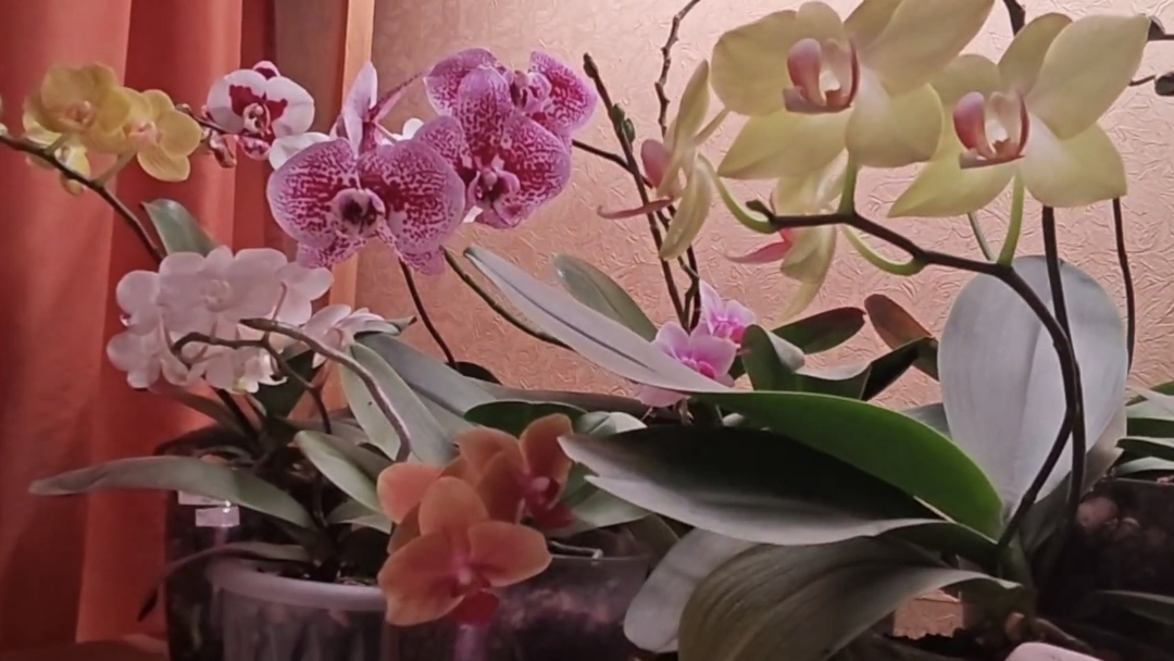 06-12-2025.Орхидеи.