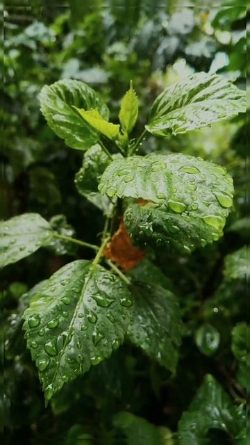 Звуки лёгкого дождя. Релакс и Сон. #shorts