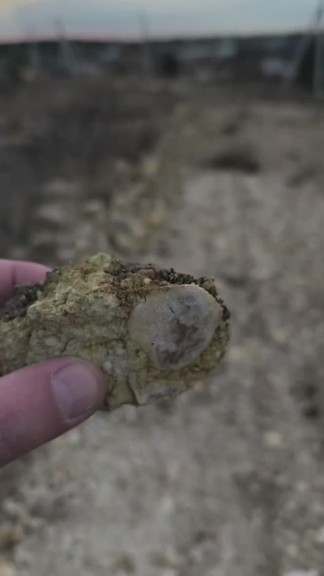 Последний из Нуммулитов