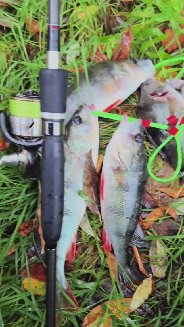 Осенняя рыбалка под дождем. Окунь, окунь, окунь…