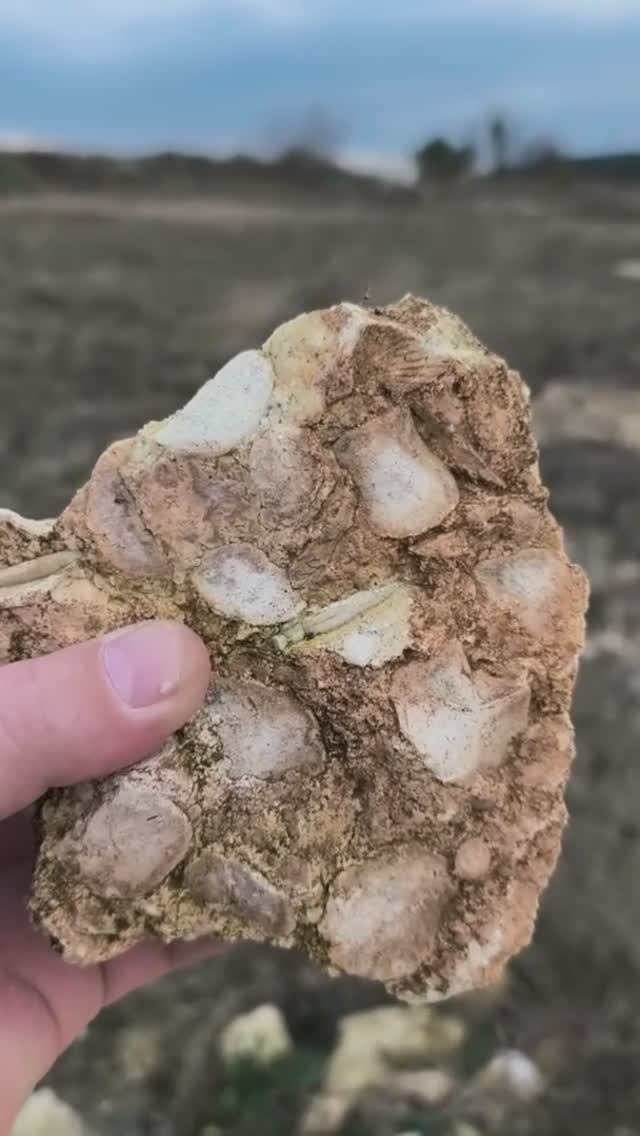 Нуммулитный борщ