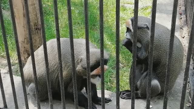 Мартышка Бразза/зоопарк-Новосибирский им. Р.А. Шило/2025г