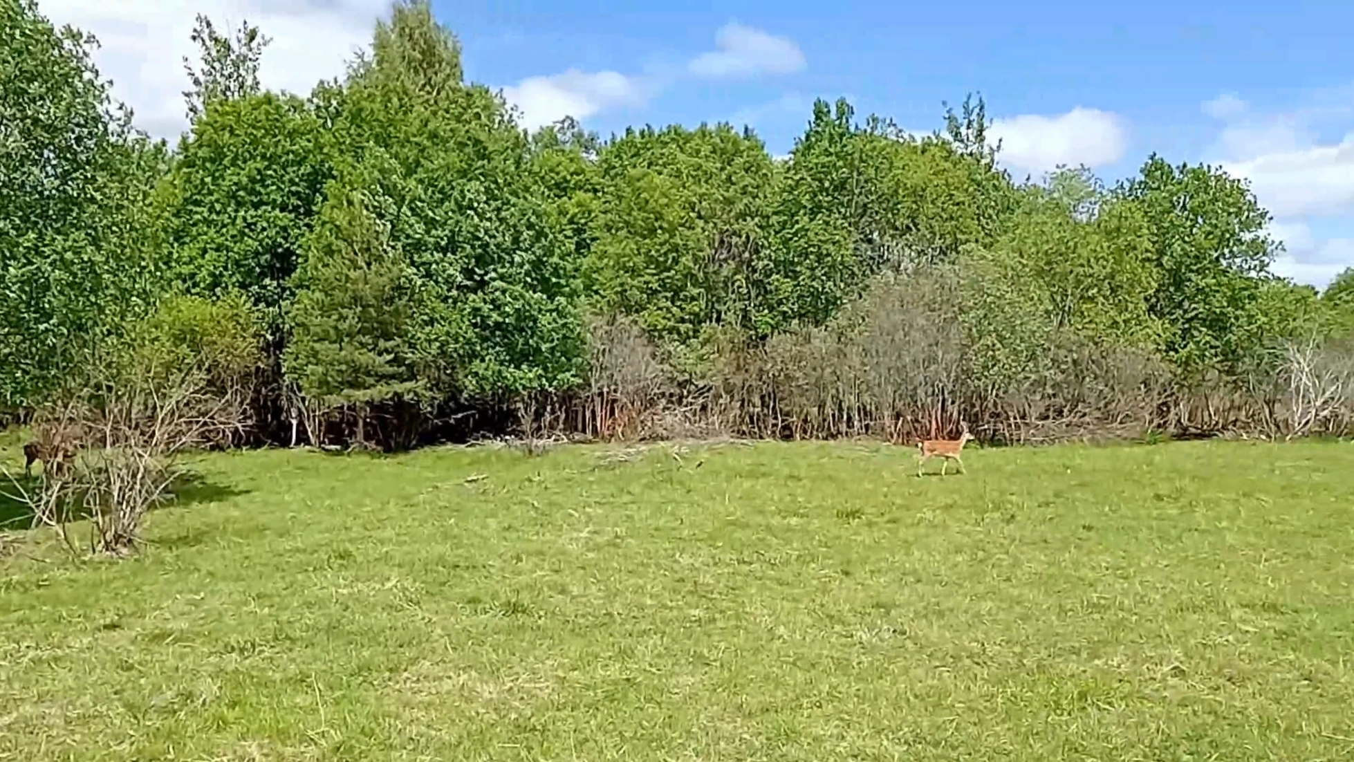 Оленья ферма ВАЛДАЙСКИЕ ПРОСТОРЫ / Путешествие по НОВГОРОДСКОЙ ОБЛАСТИ