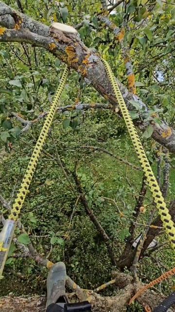 Страховка при формировании деревьев