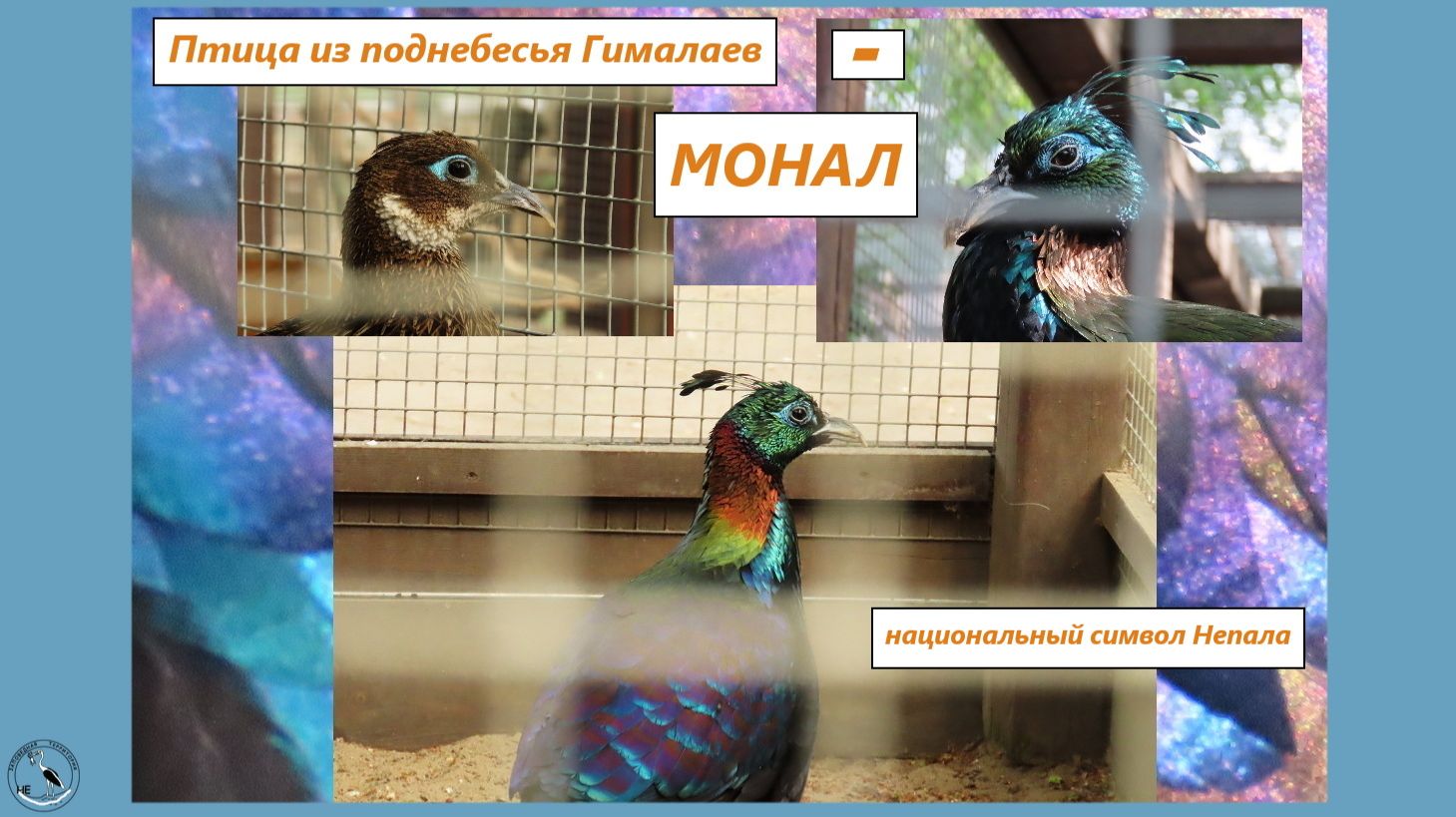 Монал - яркая птица с высоты Гималаев. Хвост веером, на голове - венец